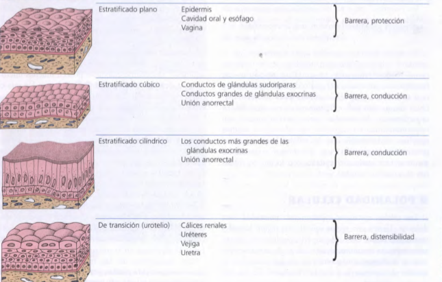histo tejido epitelial.pptx on emaze