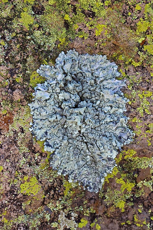 NUTRITIA SIMBIONTA on emaze