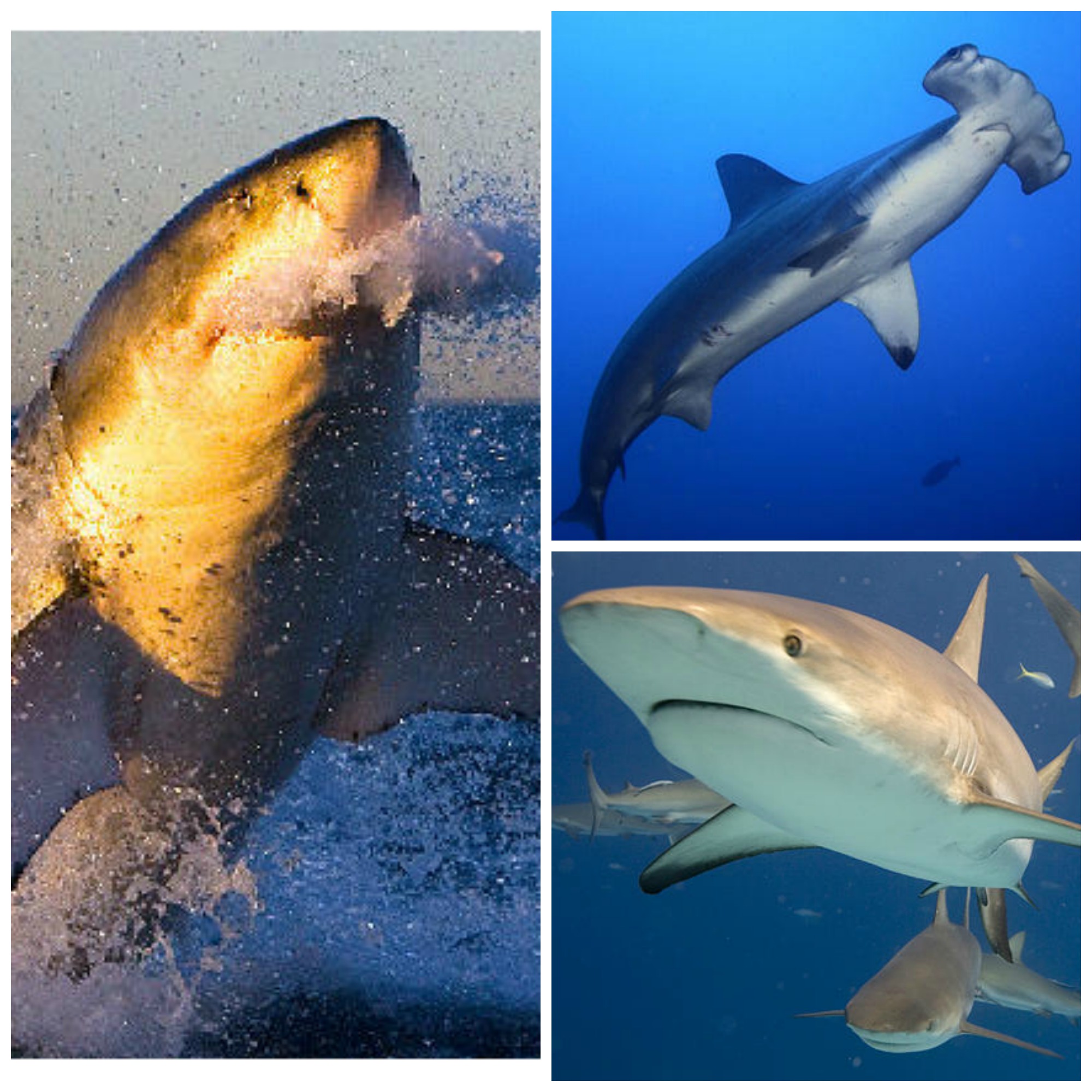 The Decline of the Shark Population on emaze