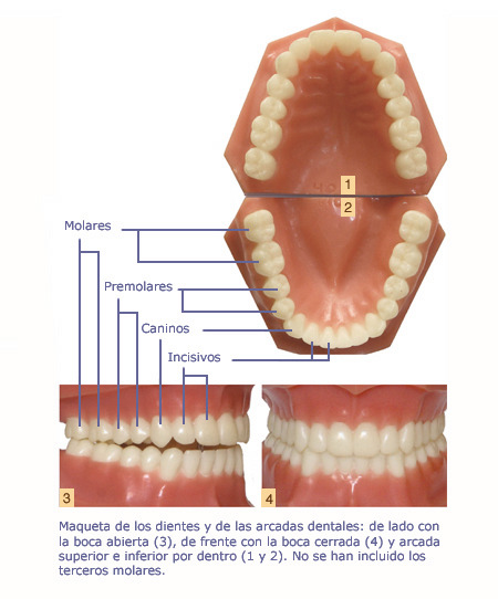 Fundamentos de la MEDICINA INTERNA.pptx on emaze
