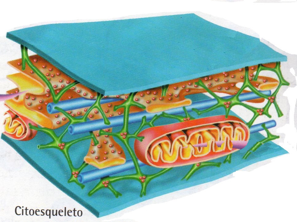 Citoesqueleto on emaze