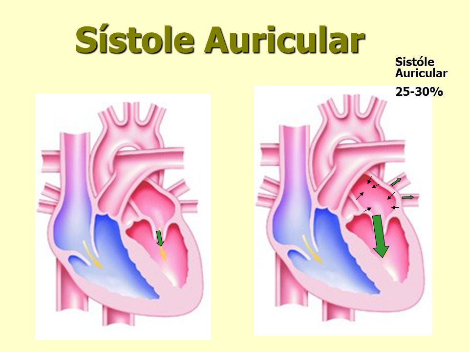 CICLO CARDÍACO on emaze