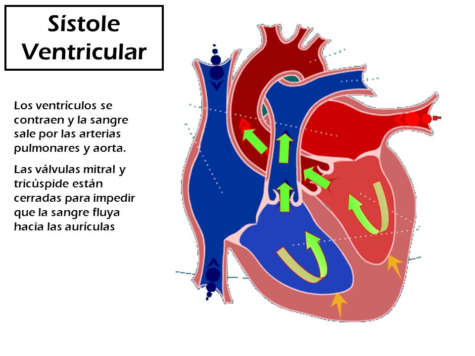 Durante A Sístole Ventricular - FDPLEARN