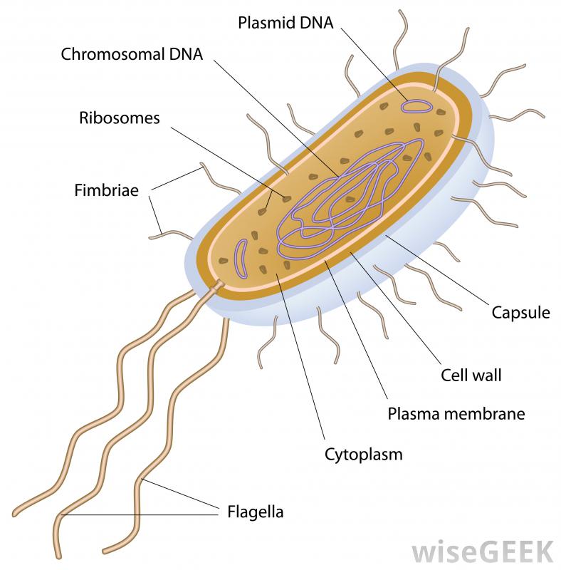 Eubacteria Cell