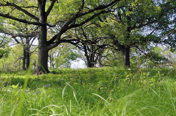 Oak Savanna at emaze Presentation