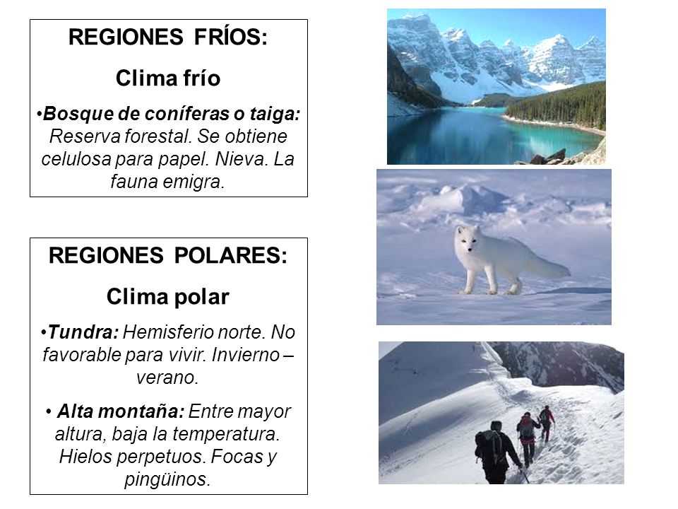ecosistema polar at emaze Presentation