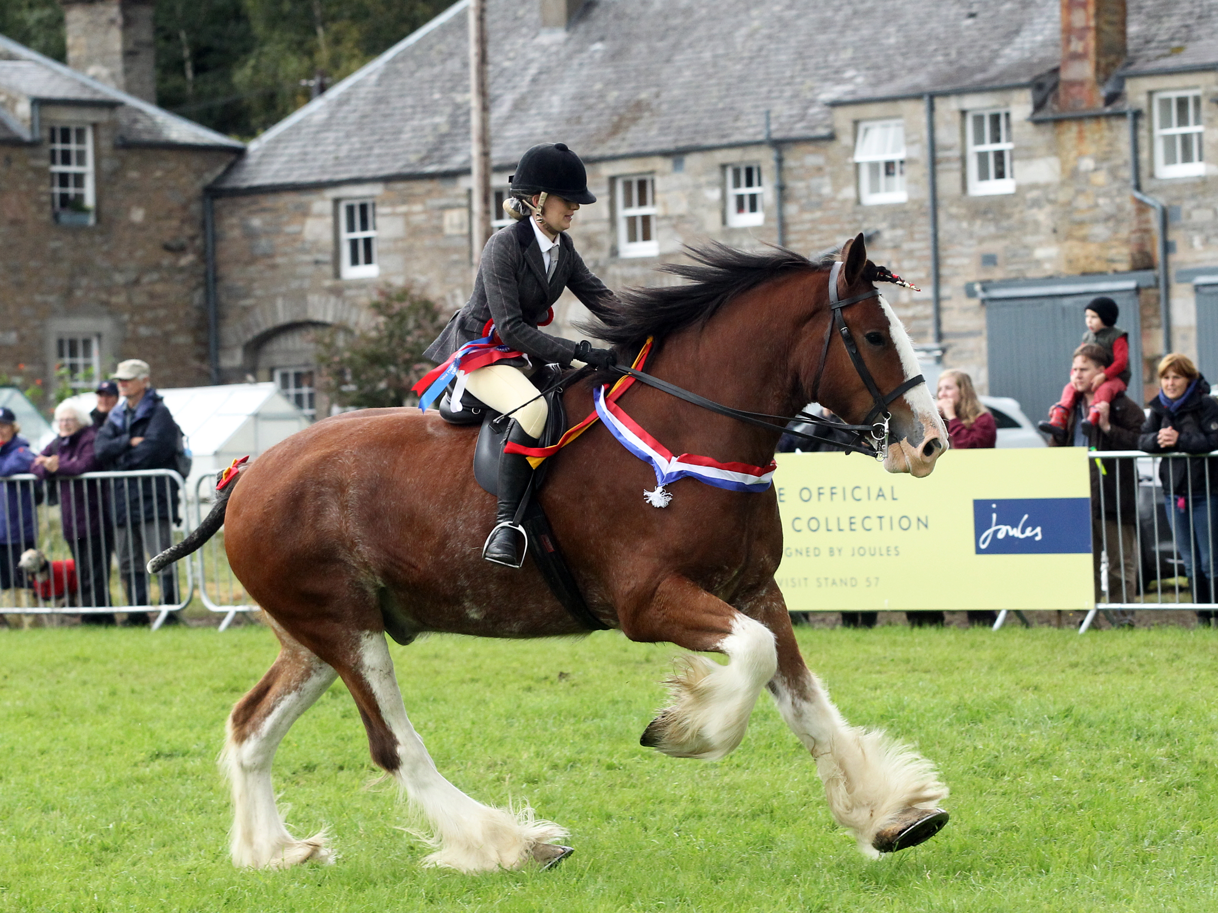 The Clydesdale Horse on emaze