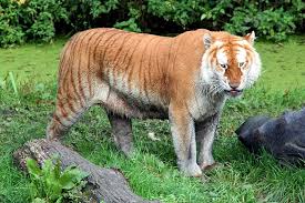 Golden Tabby Tiger on emaze