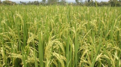 Rijstteelt en Groene Revolutie on emaze