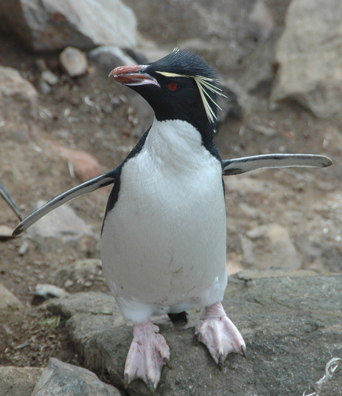 Southern Rockhopper at emaze Presentation