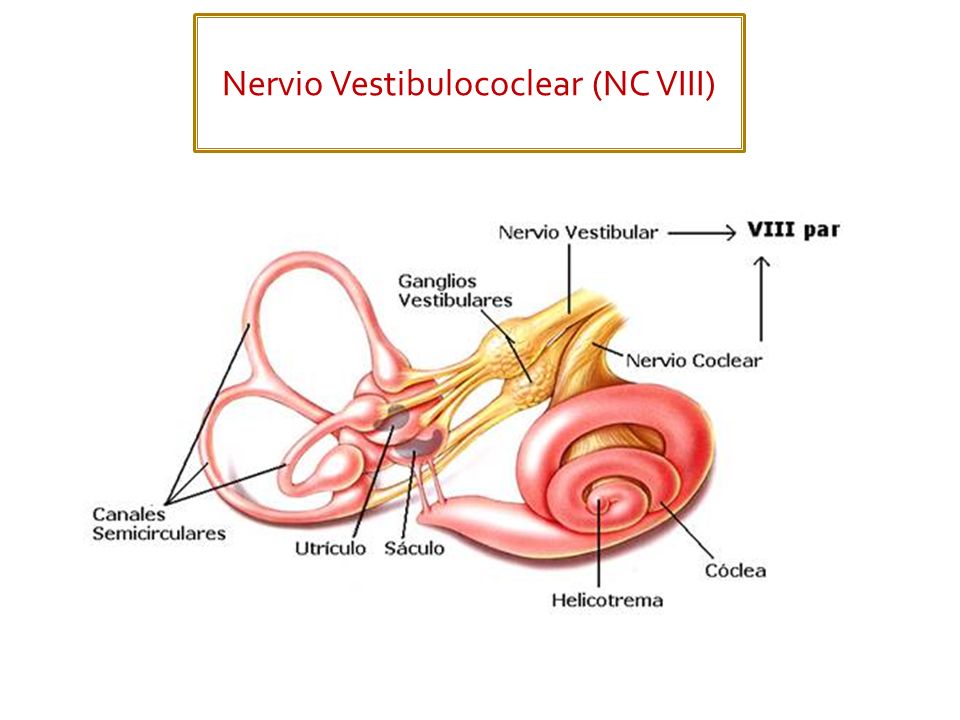 Nervio Vestibulococlear On Emaze