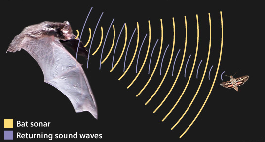 ECHOLOCATION on emaze