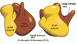 QELIZAT EUKARIOTE on emaze