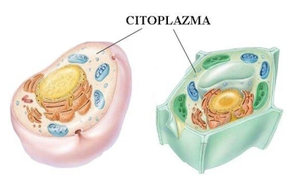 QELIZAT EUKARIOTE at emaze Presentation