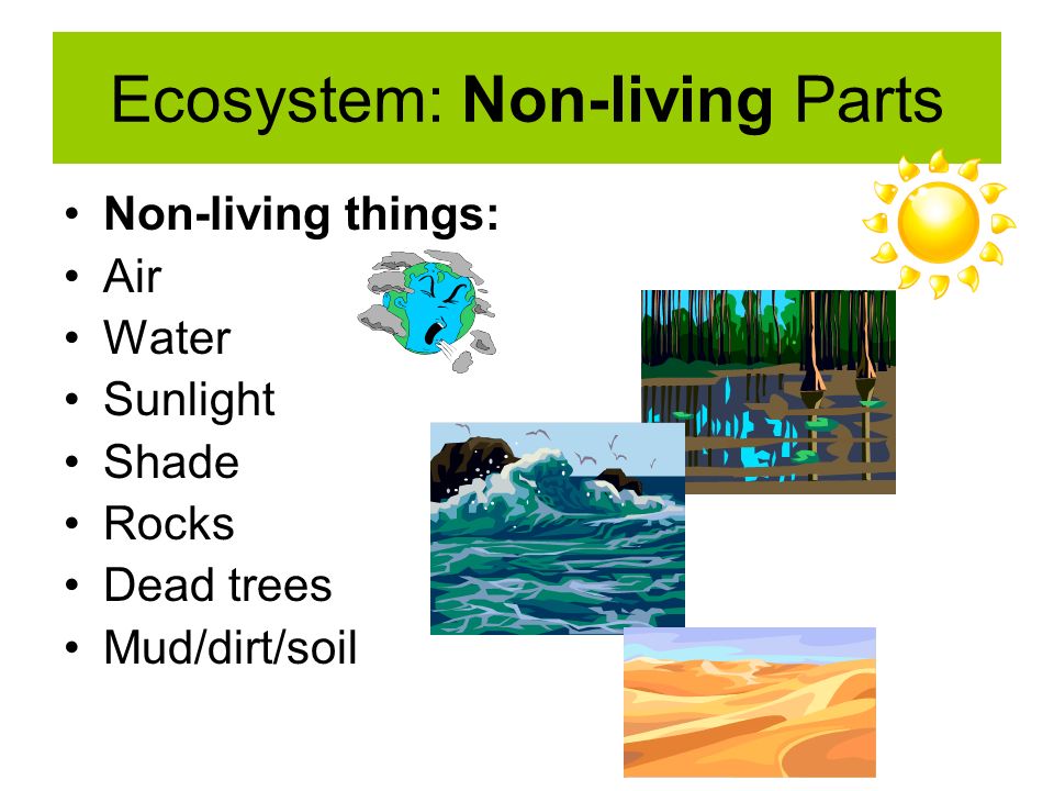 Ecosystem - 4th form on emaze
