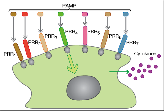 Respuesta inflamatoria at emaze Presentation