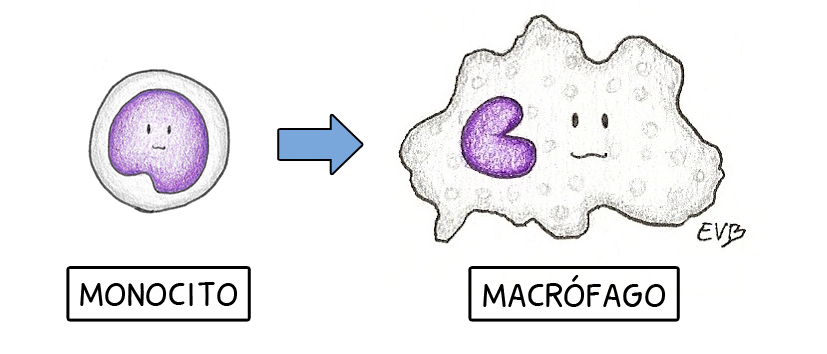 CÉLULAS DEL SISTEMA INMUNE on emaze