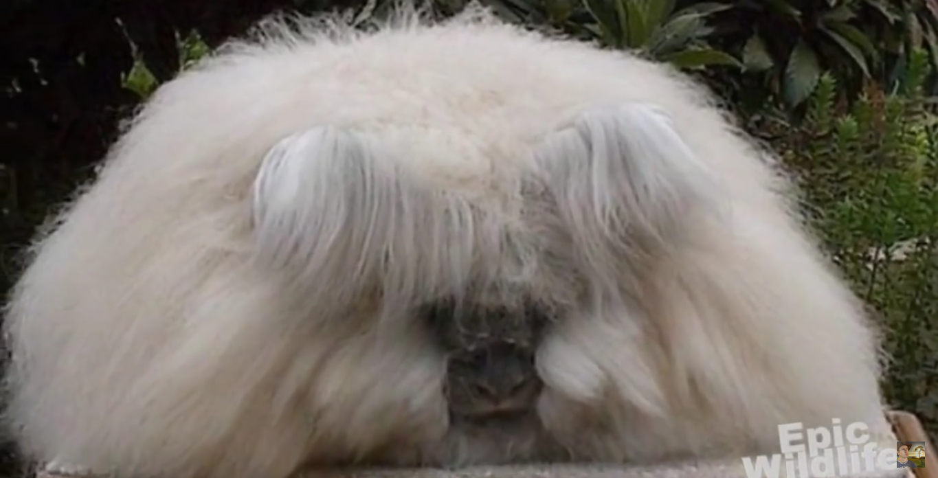 The Angora Rabbit at emaze Presentation