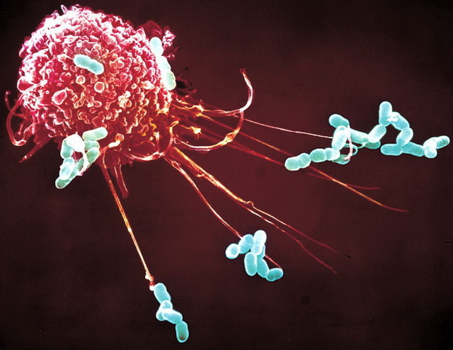 SISTEM IMUN on emaze