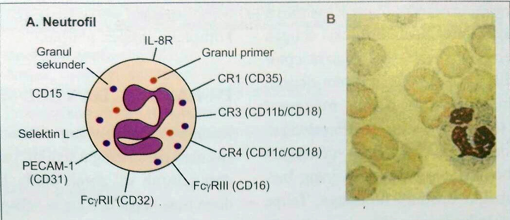 SISTEM IMUN at emaze Presentation