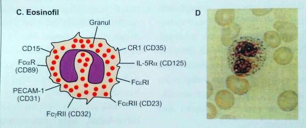 SISTEM IMUN on emaze
