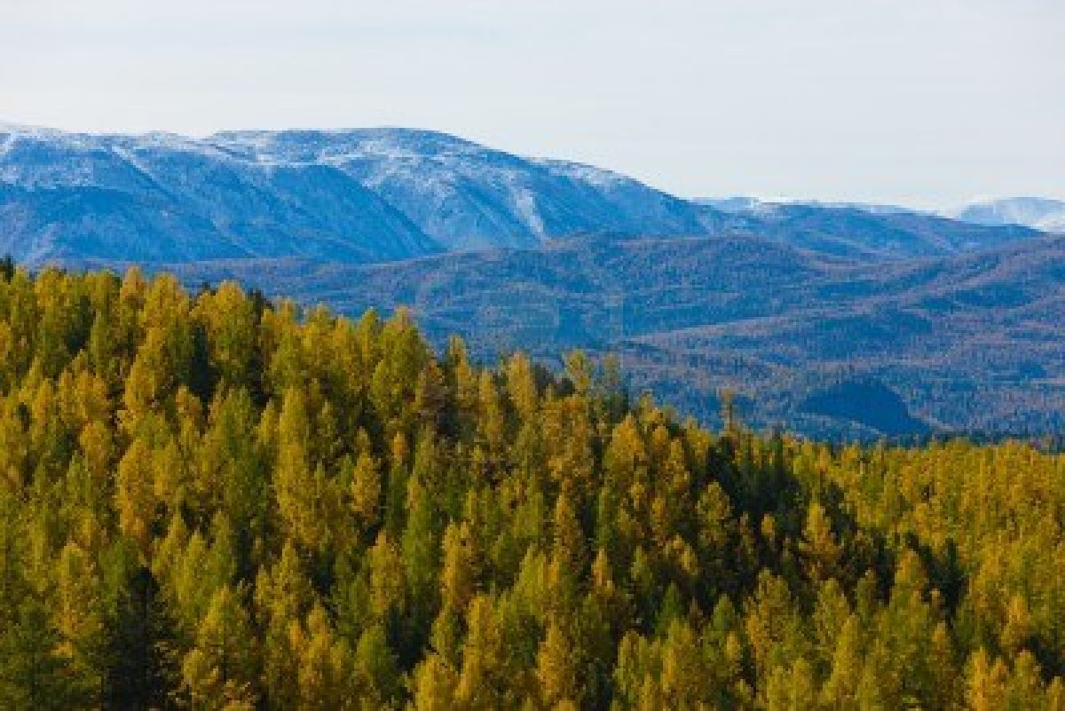 taigaa at emaze Presentation