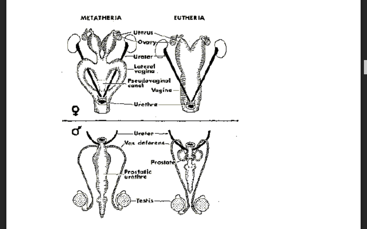 Reproductive System Copy1 On Emaze