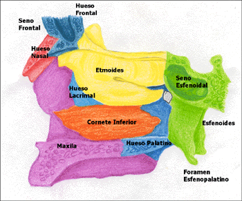 Cornete inferior on emaze