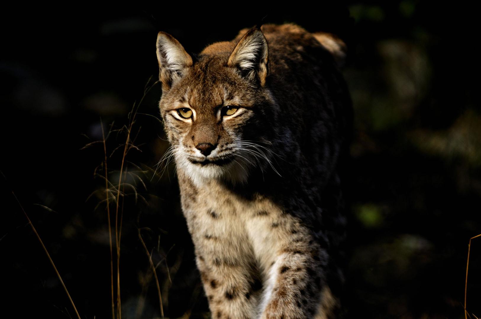 Rasul at emaze Presentation