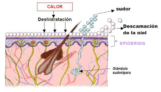 Enfermedades de la Piel on emaze