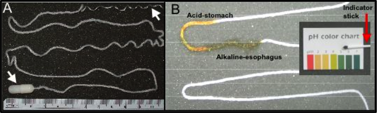 EoE Presentation at emaze Presentation