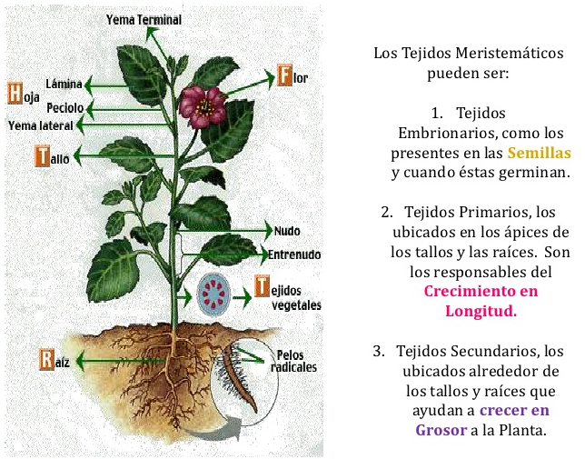 Tejidos vegetales on emaze