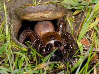 trapdoor spiders on emaze
