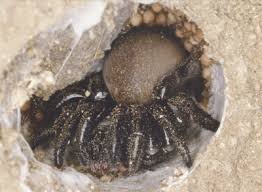 trapdoor spiders on emaze