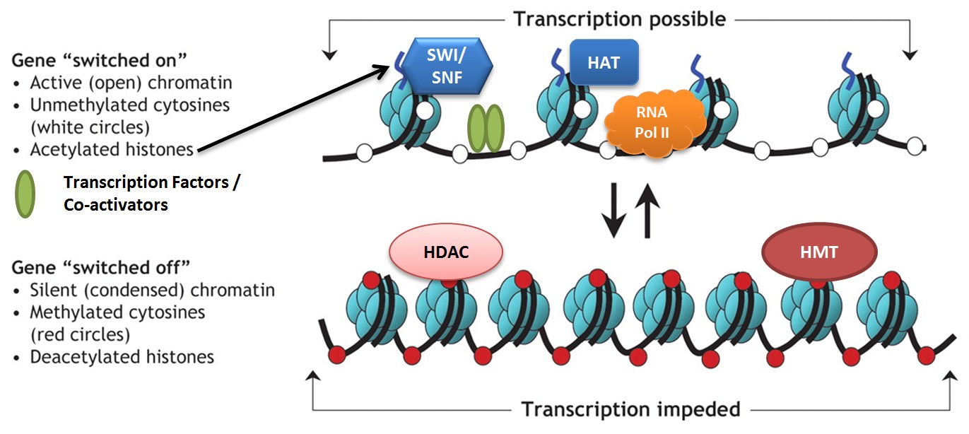 Epigenetics Copy1 On Emaze