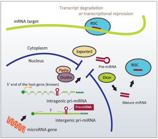 Epigenetics copy1 on emaze
