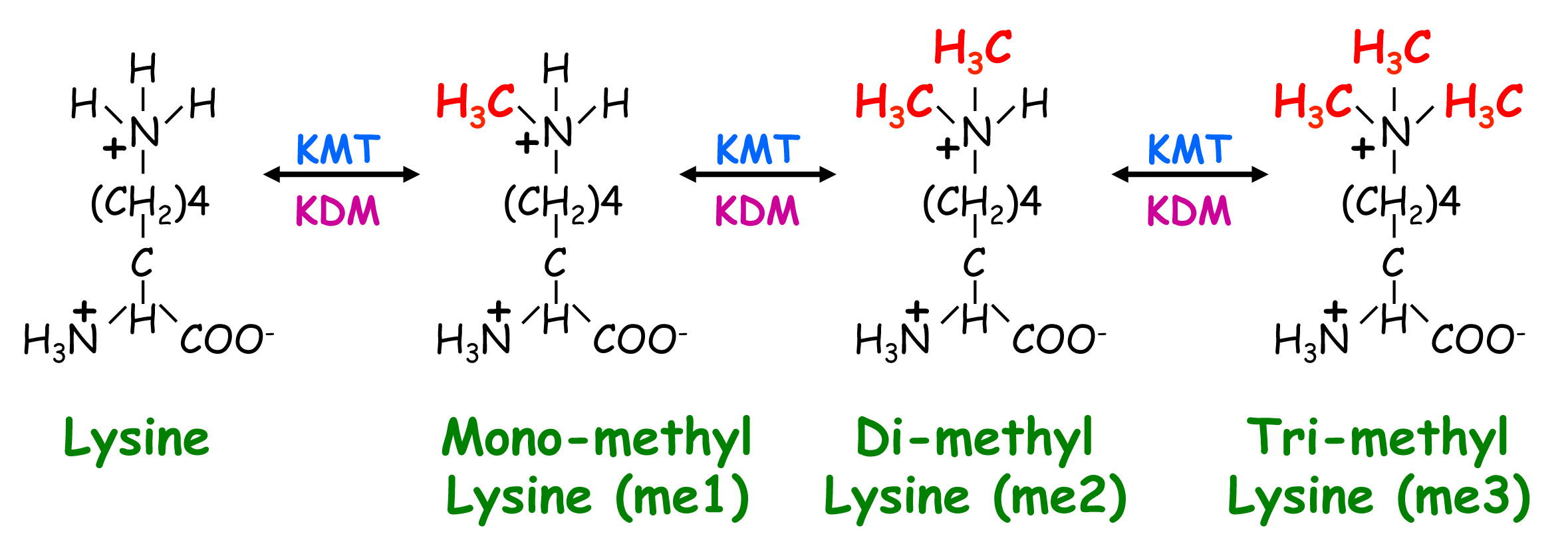 Epigenetics copy1 on emaze