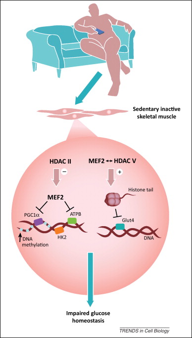 Epigenetics Copy1 On Emaze