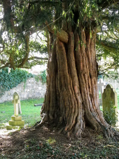 Taxol Vs. Yew Tree at emaze Presentation