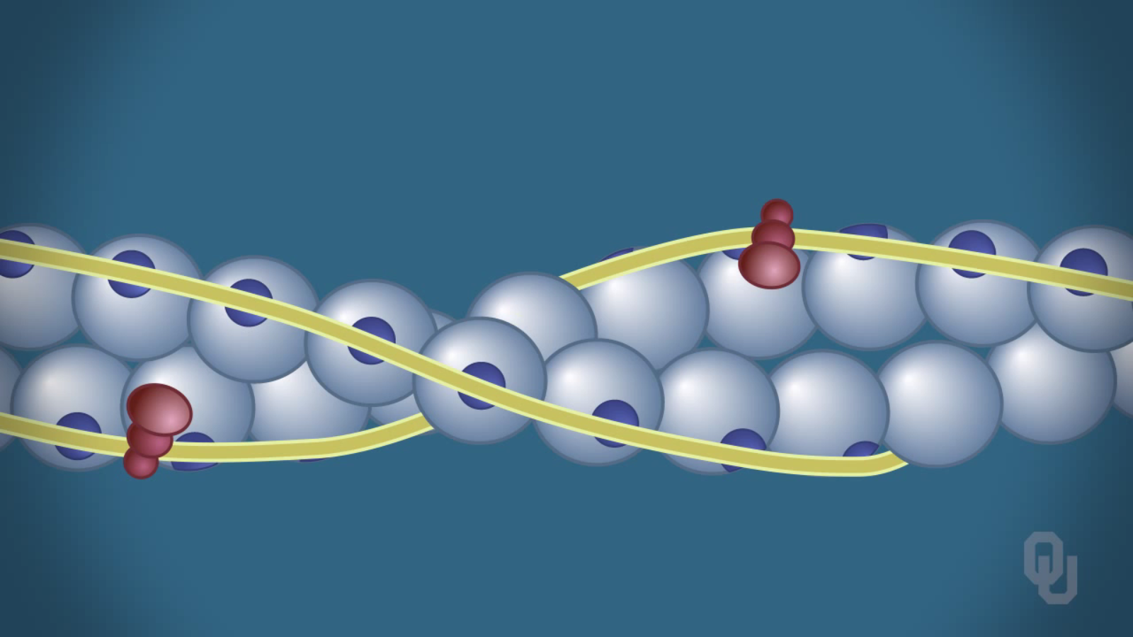 Myofilament: Actin at emaze Presentation