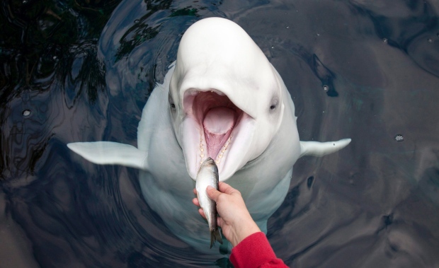 The Beluga on emaze