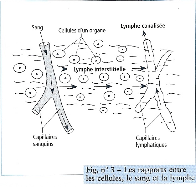 Système lymphatique on emaze
