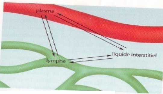 Système lymphatique on emaze