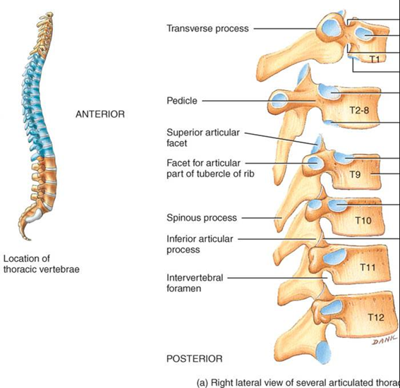 Columna vertebral on emaze