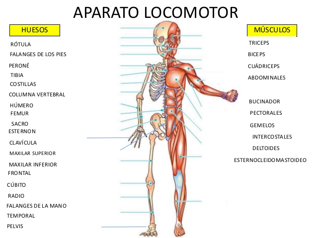 EL APARATO LOCOMOTOR on emaze