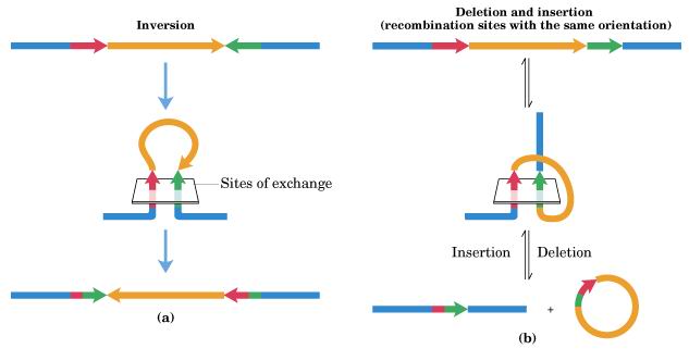 Genetica.JARED on emaze