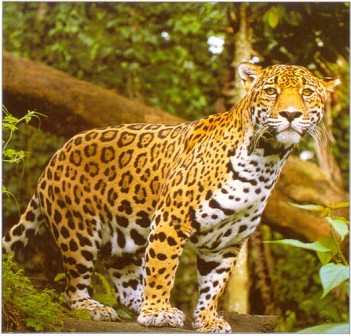 Animales De Latinoamerica At Emaze Presentation animales-de-latinoamerica-at-emaze-presentation