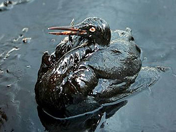 MT Haven Tanker Oil Spill at emaze Presentation