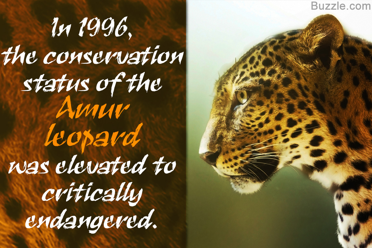 Amur Leopard on emaze