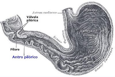 Glosario Sistema Digestivo at emaze Presentation
